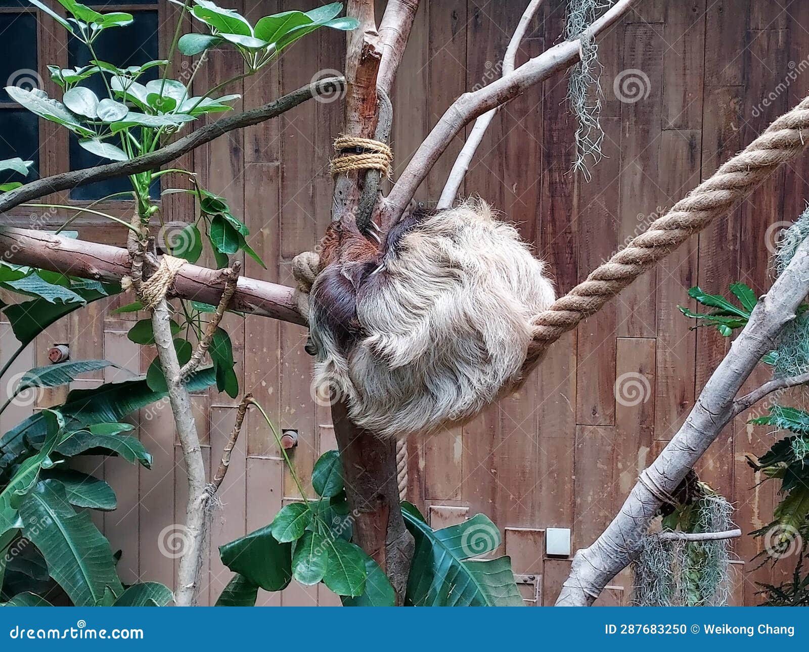 Sloth Sleeping in a Tree at Ocean Park Hong Kong on 19 August 2023 ...