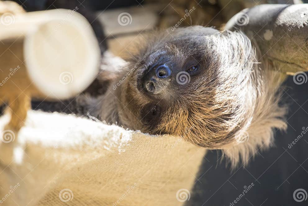Sloth stock photo. Image of natural, detail, pilosa, animals - 95205740