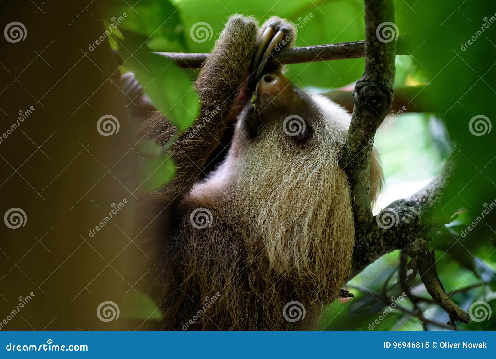 Sloth stock image. Image of rainforest, integral, palm - 96946815