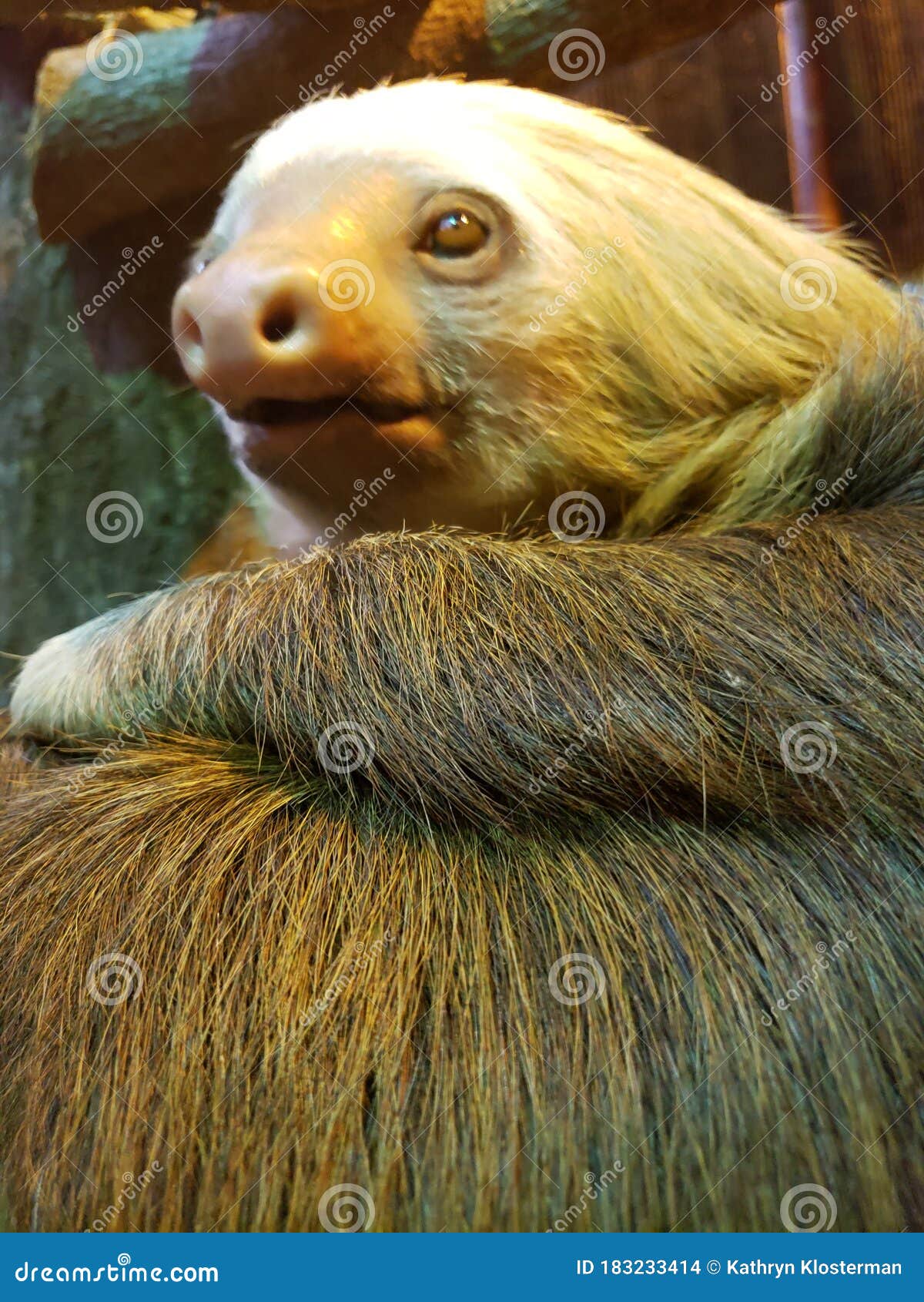 Sloth slow moving animal stock photo. Image of moving - 183233414