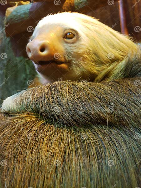 Sloth slow moving animal stock photo. Image of moving - 183233414