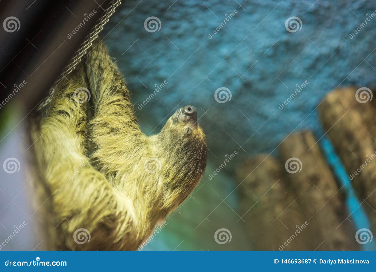 Sloth Slow-moving Tropical American Mammal That Hangs Upside Down From ...