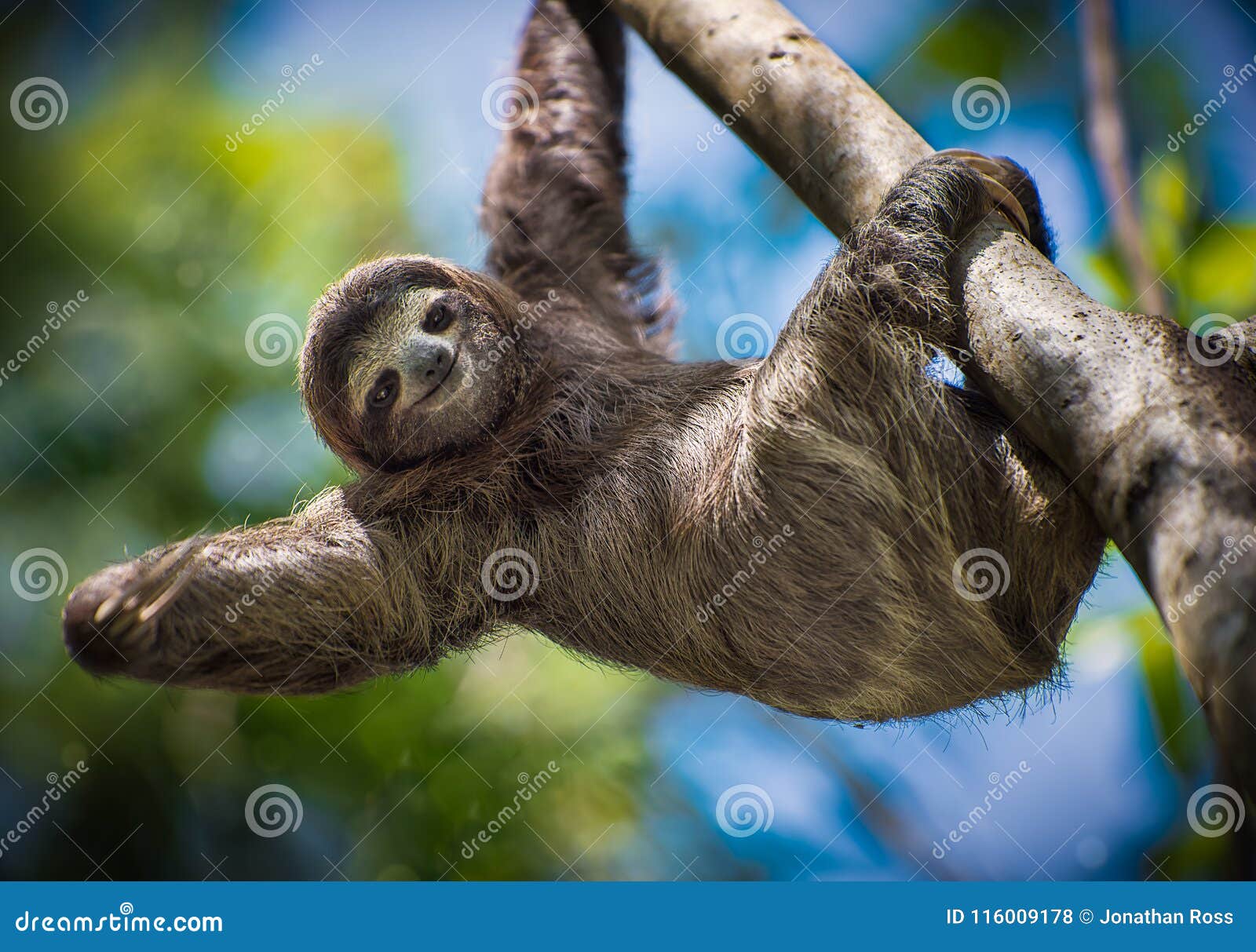 Sloth smiling at you stock photo. Image of rainforest - 116009178