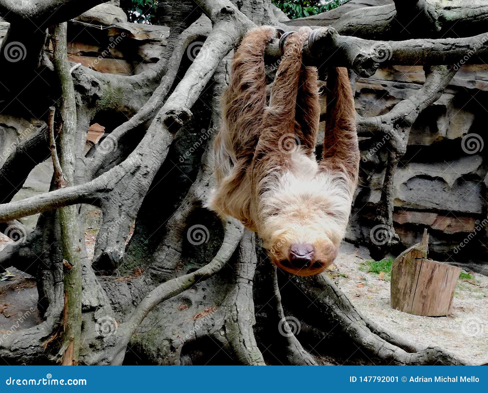 Sloth is swinging stock image. Image of swinging, swing - 147792001