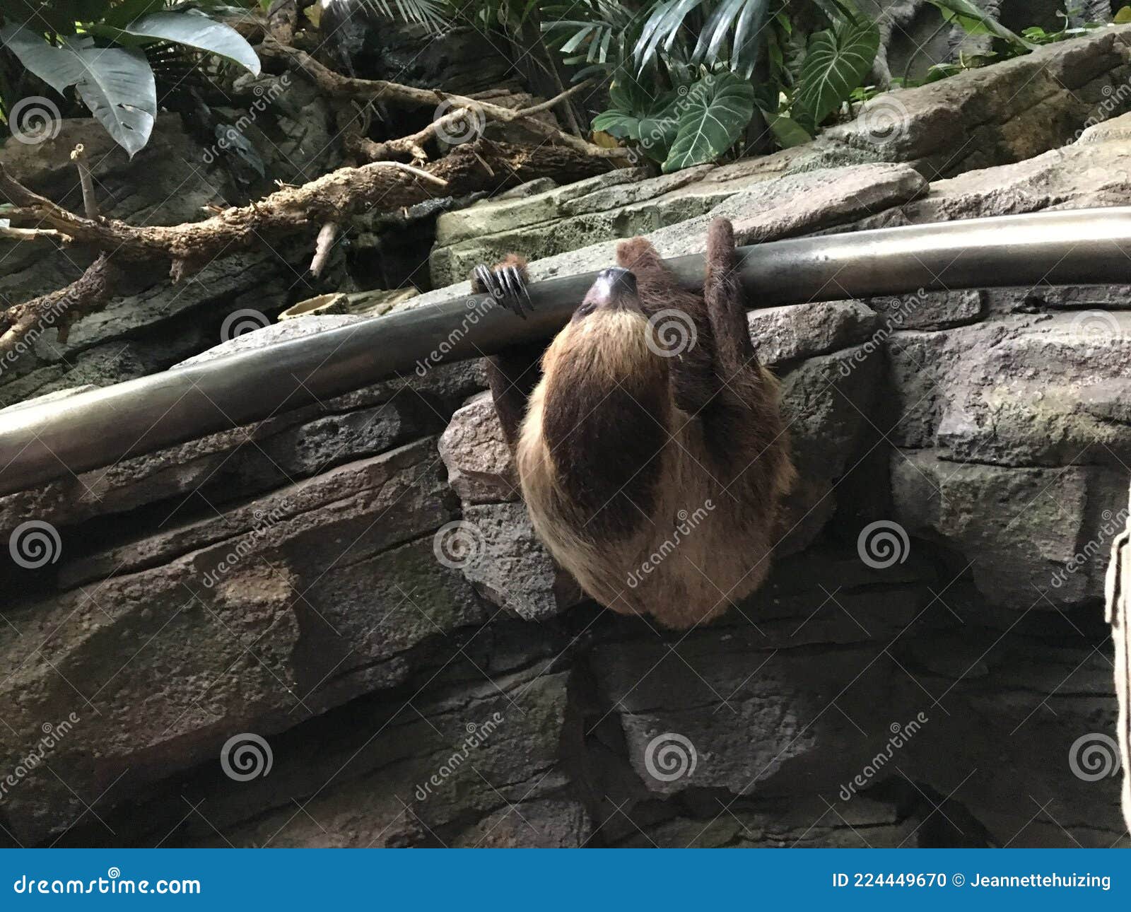 Sloth stock photo. Image of iron, statue, taking, plant - 224449670