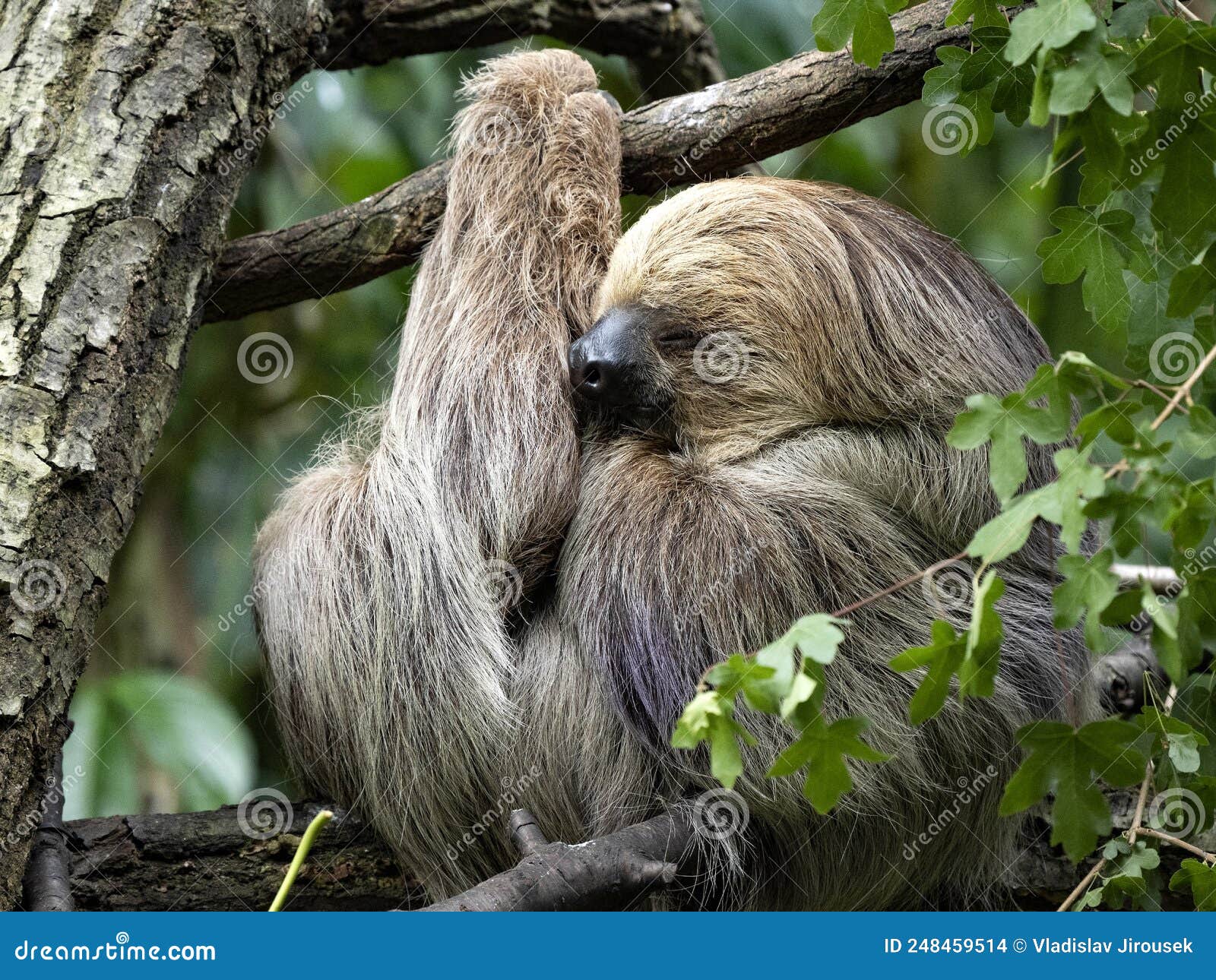 The Sloth Three Toed, Bradypus Tridactylus, Napping between Branches ...