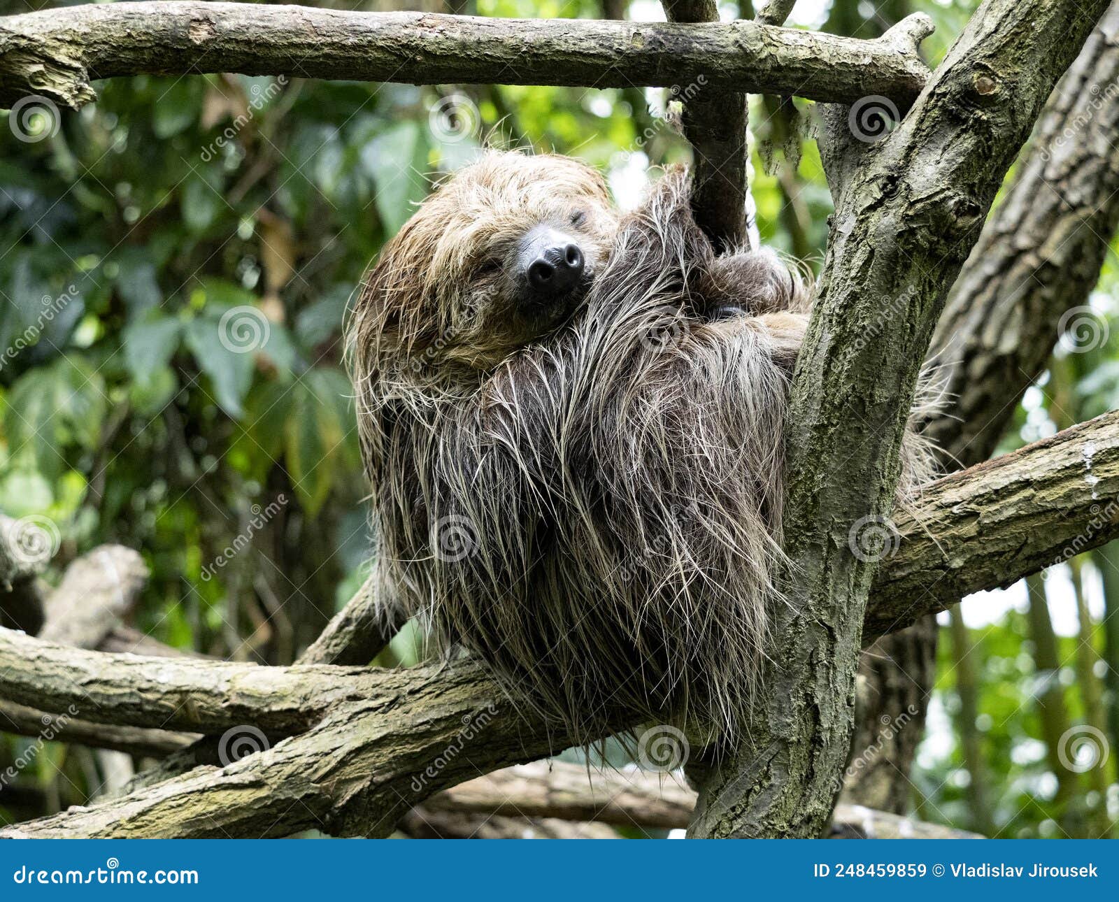 The Sloth Three Toed, Bradypus Tridactylus, Napping between Branches ...