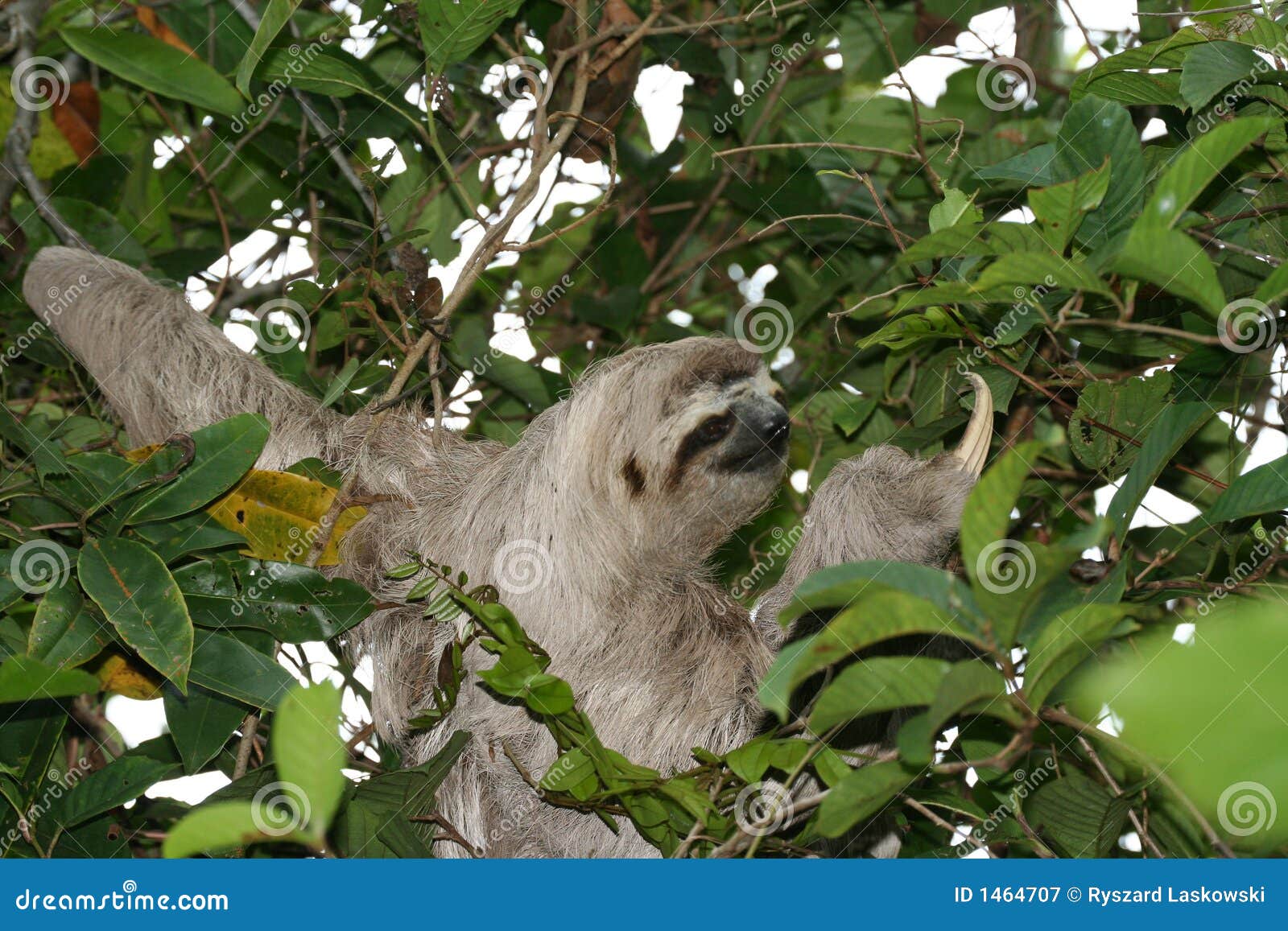 Sloth on a tree stock image. Image of toed, travel, rancho - 1464707