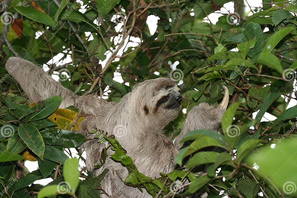 Sloth on a tree stock image. Image of toed, travel, rancho - 1464707