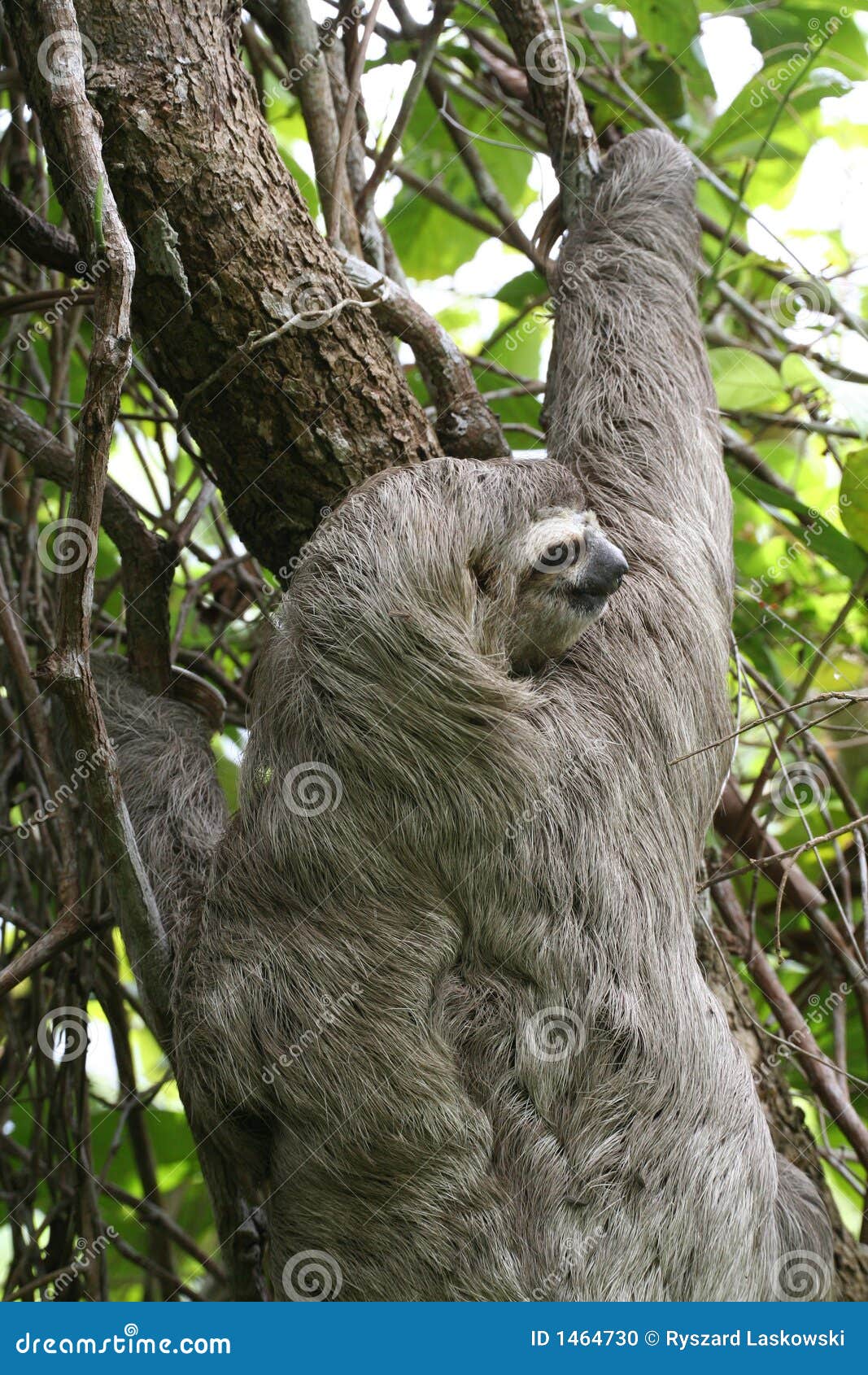 Sloth on a tree stock photo. Image of tridactylus, travel - 1464730