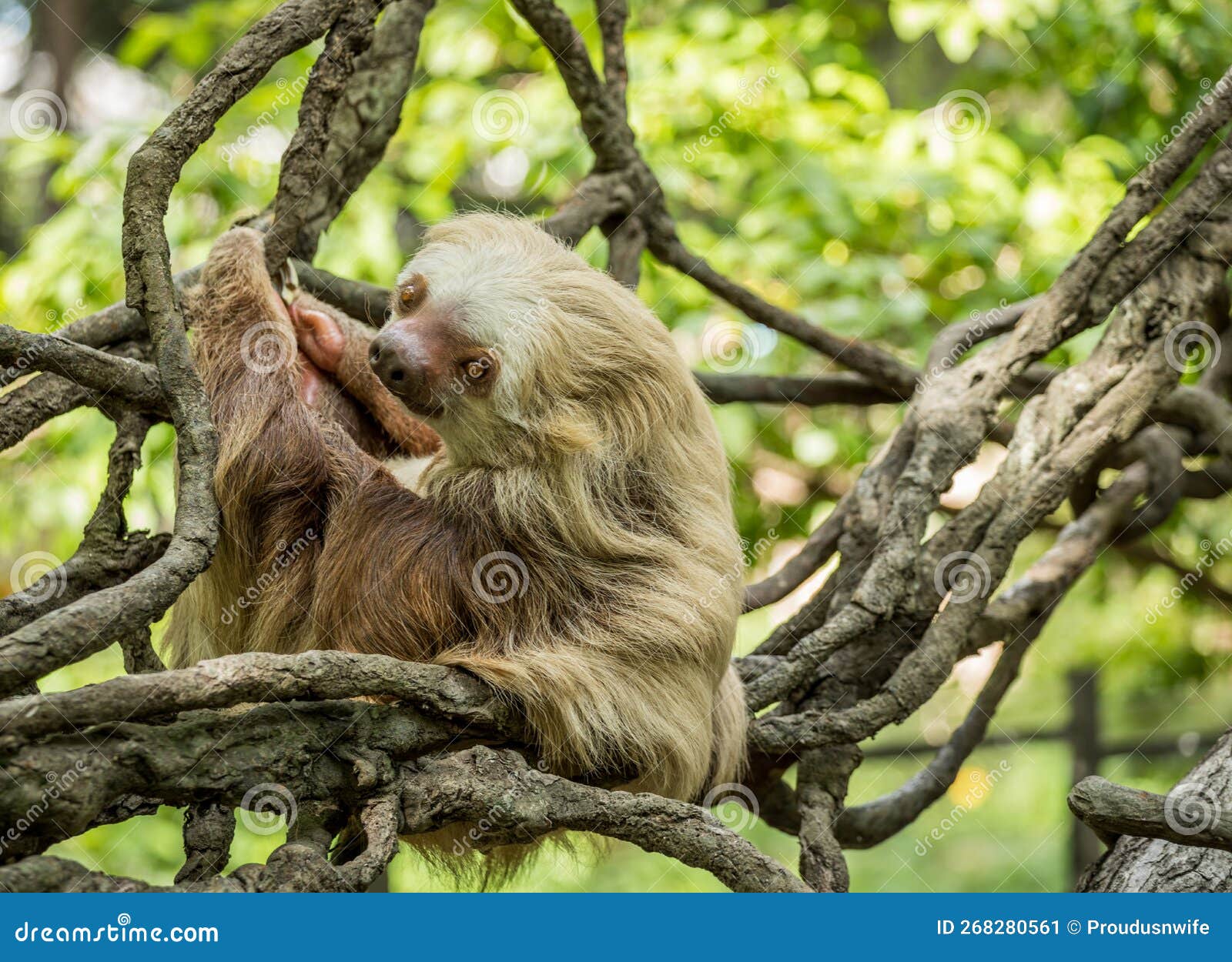 Sloth in Tree stock image. Image of creature, foliage - 268280561