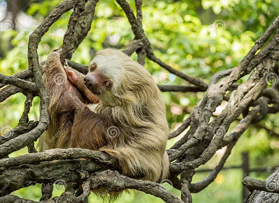 Sloth in Tree stock image. Image of creature, foliage - 268280561
