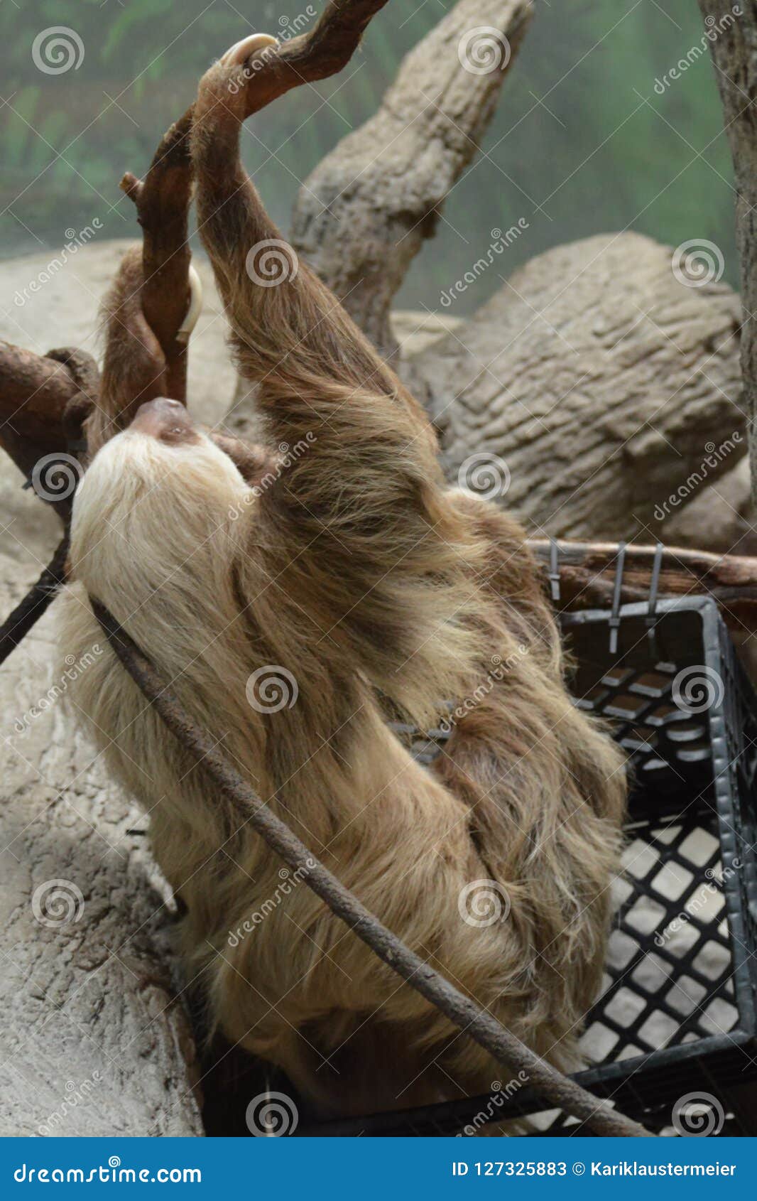 Sloth on the tree branch stock image. Image of brown - 127325883
