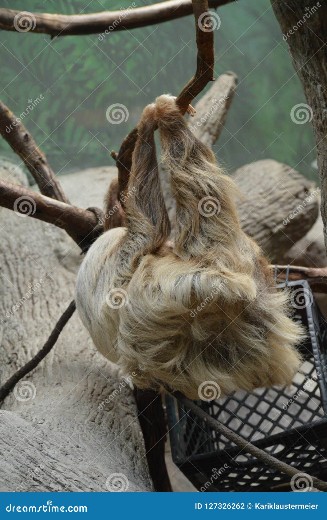 Sloth on the tree branch stock photo. Image of head - 127326262