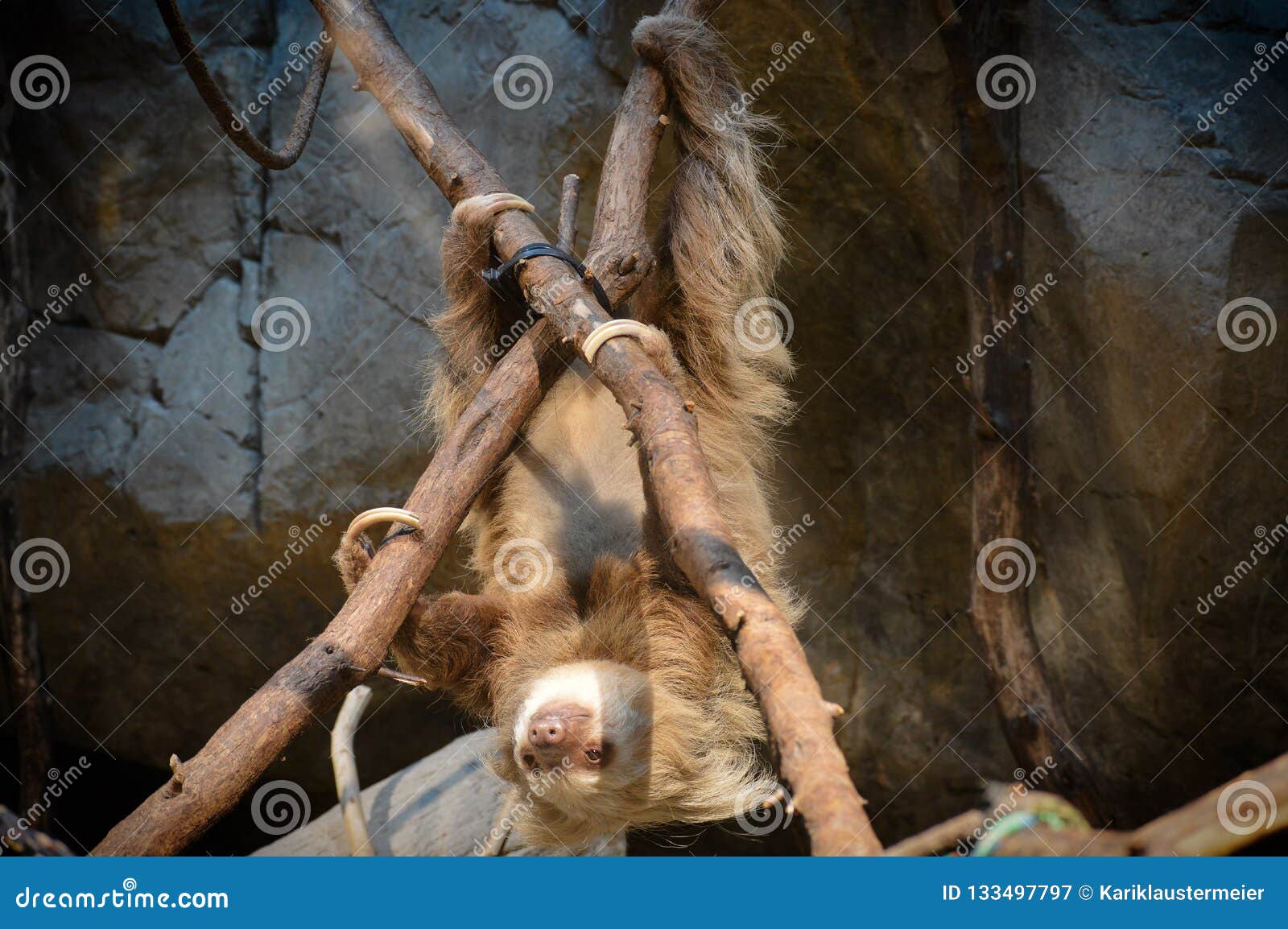 Sloth on the tree branch stock image. Image of close - 133497797
