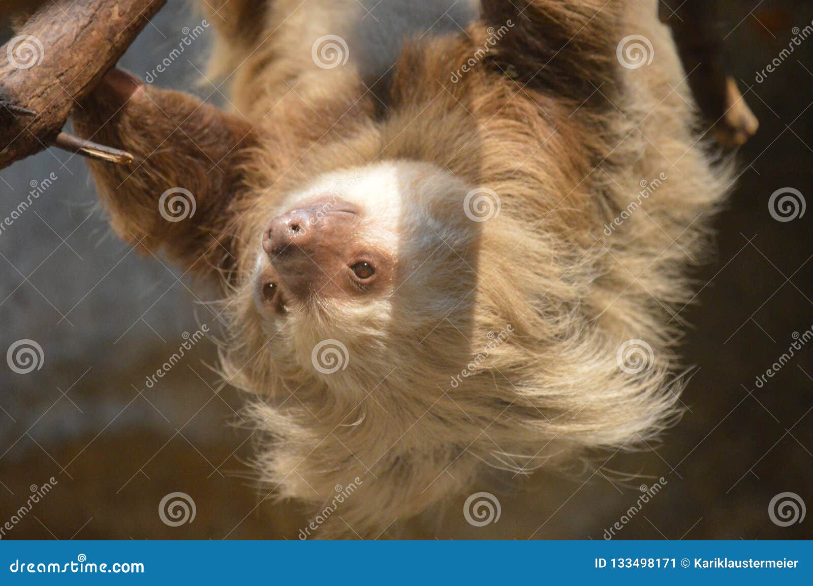 Sloth on the tree branch stock image. Image of explore - 133498171
