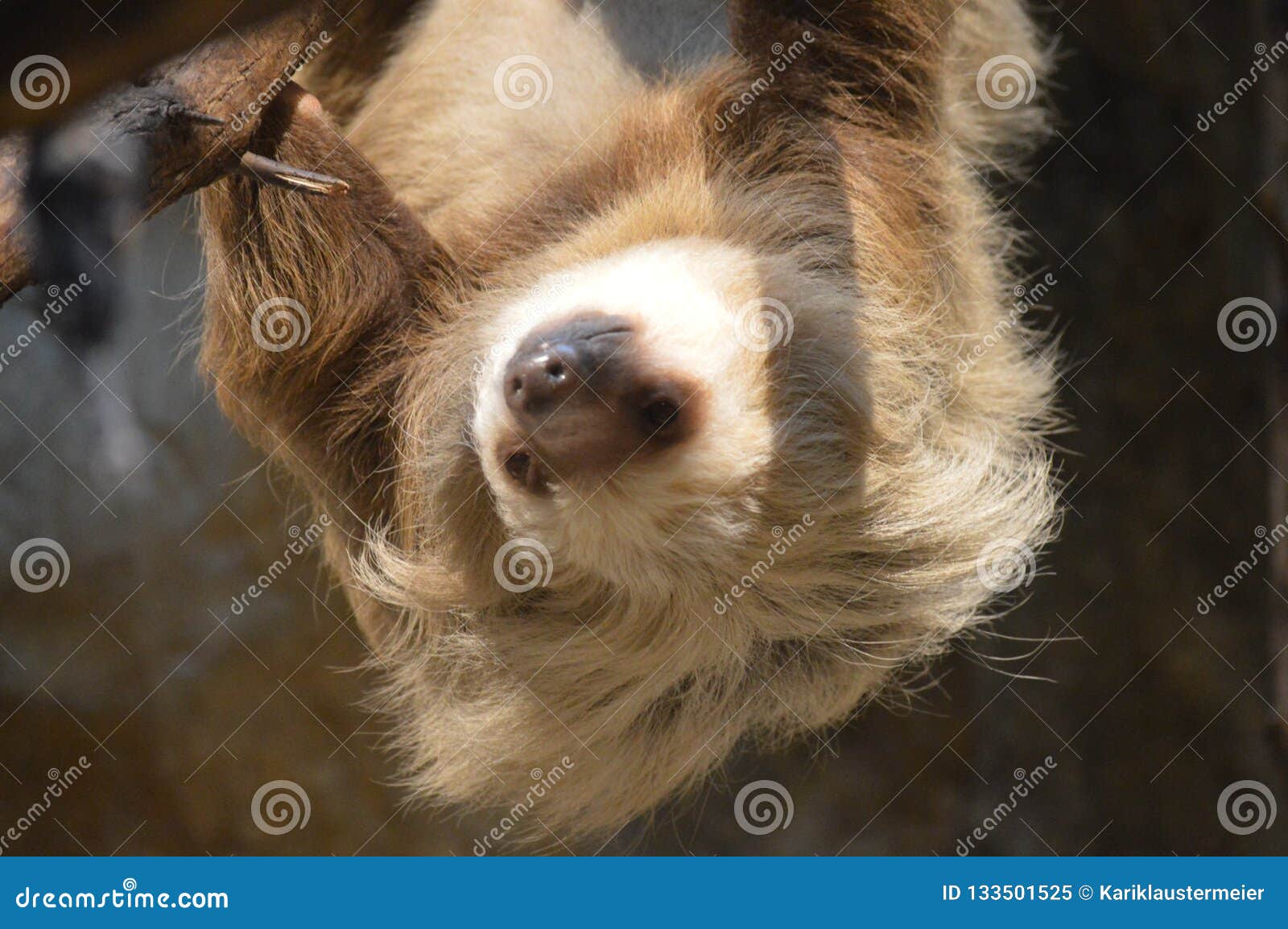Sloth on the tree branch stock image. Image of head - 133501525