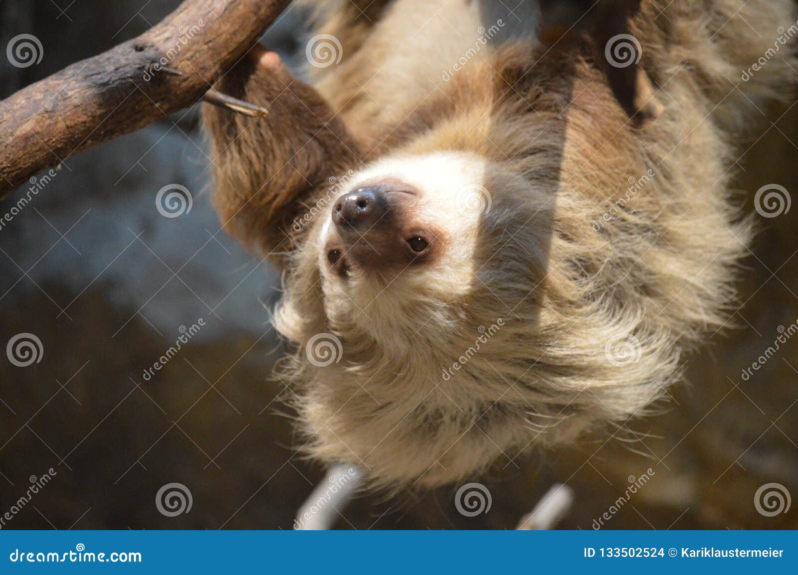 Sloth on the tree branch stock photo. Image of life - 133502524