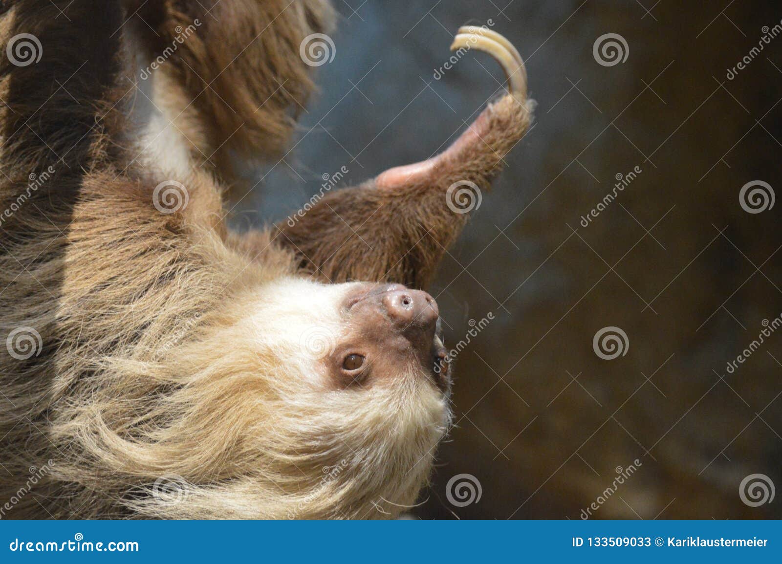 Sloth on the tree branch stock image. Image of looking - 133509033