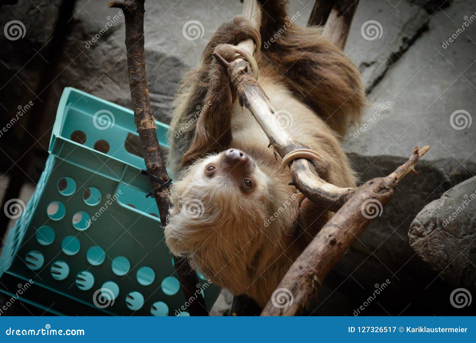 Sloth on the tree branch stock image. Image of reflection - 127326517