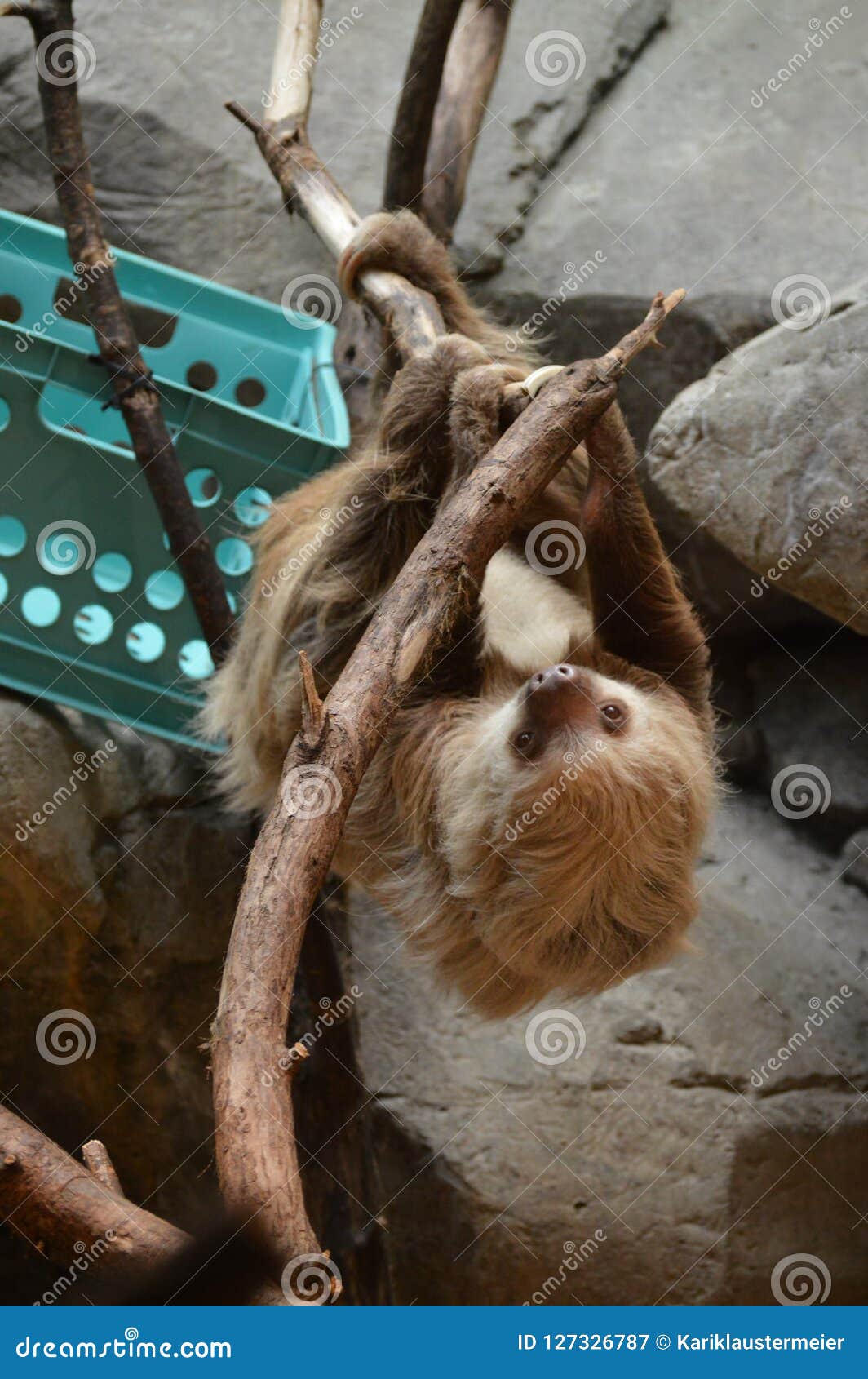 Sloth on the tree branch stock image. Image of head - 127326787