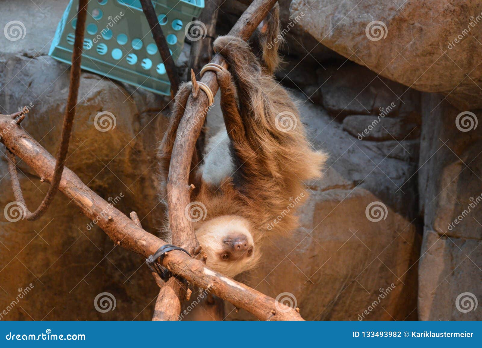 Sloth on the tree branch stock photo. Image of awake - 133493982