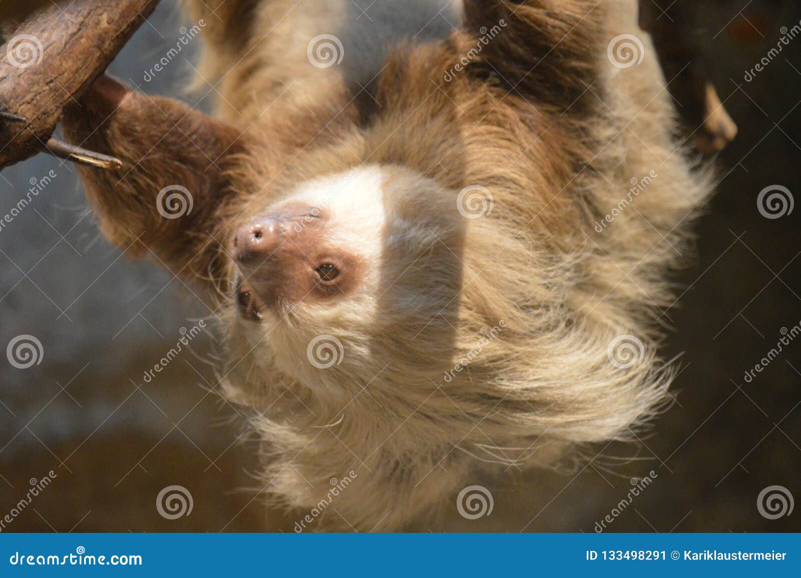 Sloth on the tree branch stock image. Image of close - 133498291