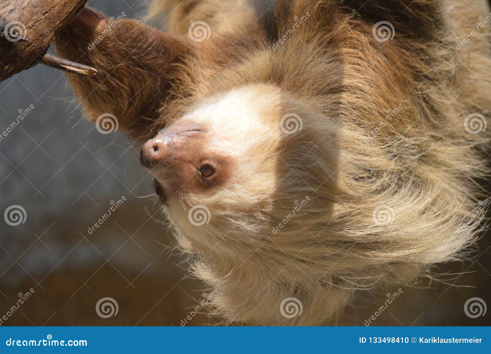 Sloth on the tree branch stock photo. Image of portrait - 133498410
