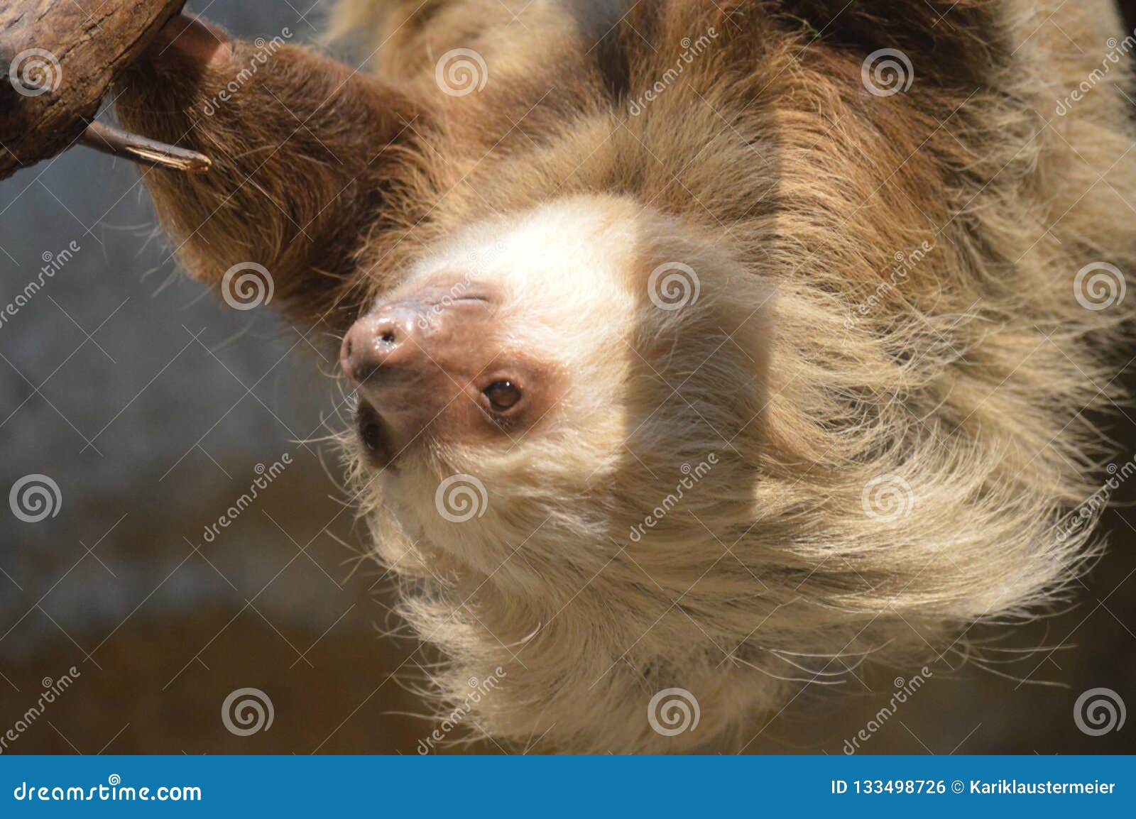 Sloth on the tree branch stock photo. Image of background - 133498726