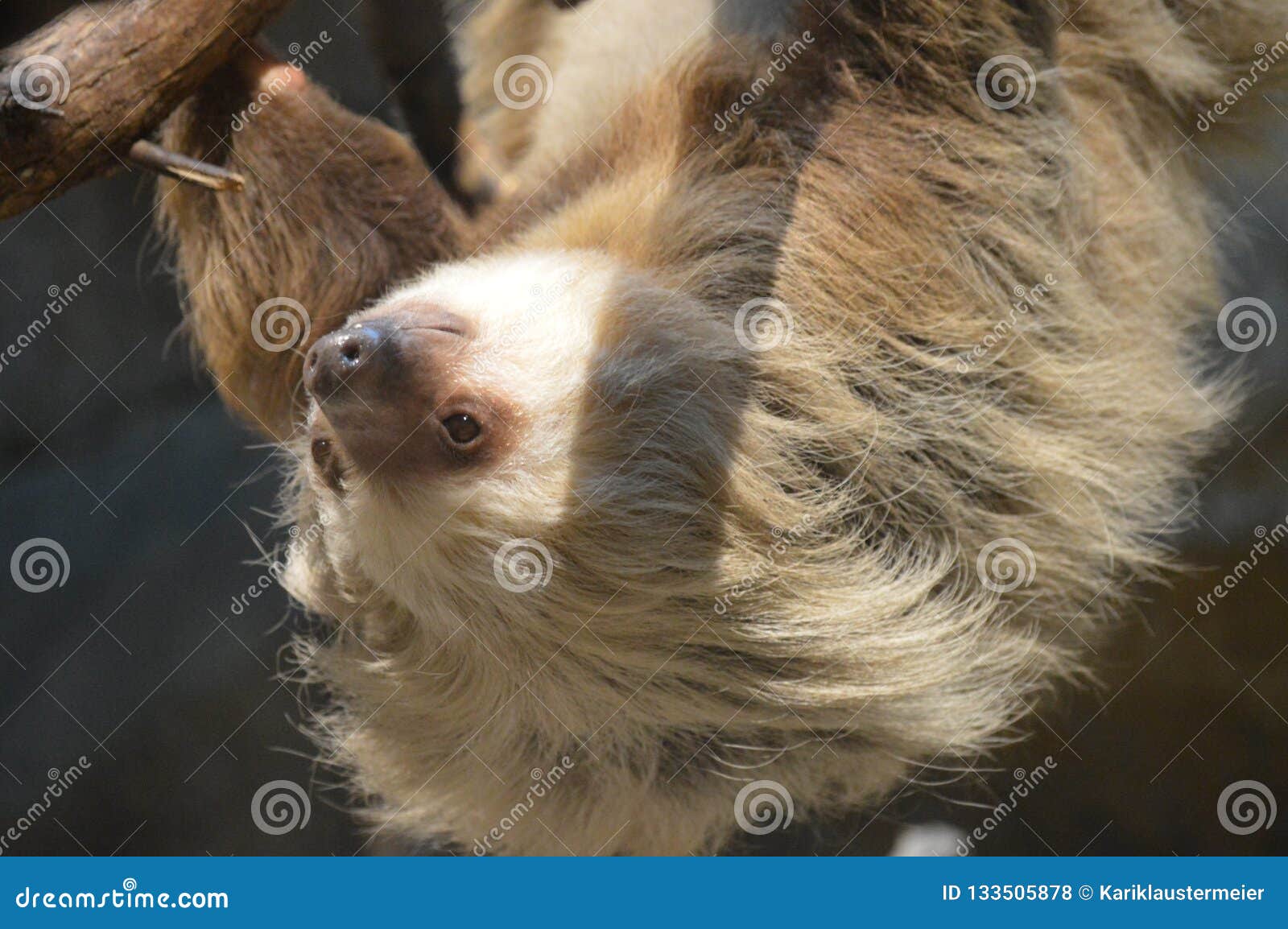 Sloth on the tree branch stock photo. Image of alert - 133505878