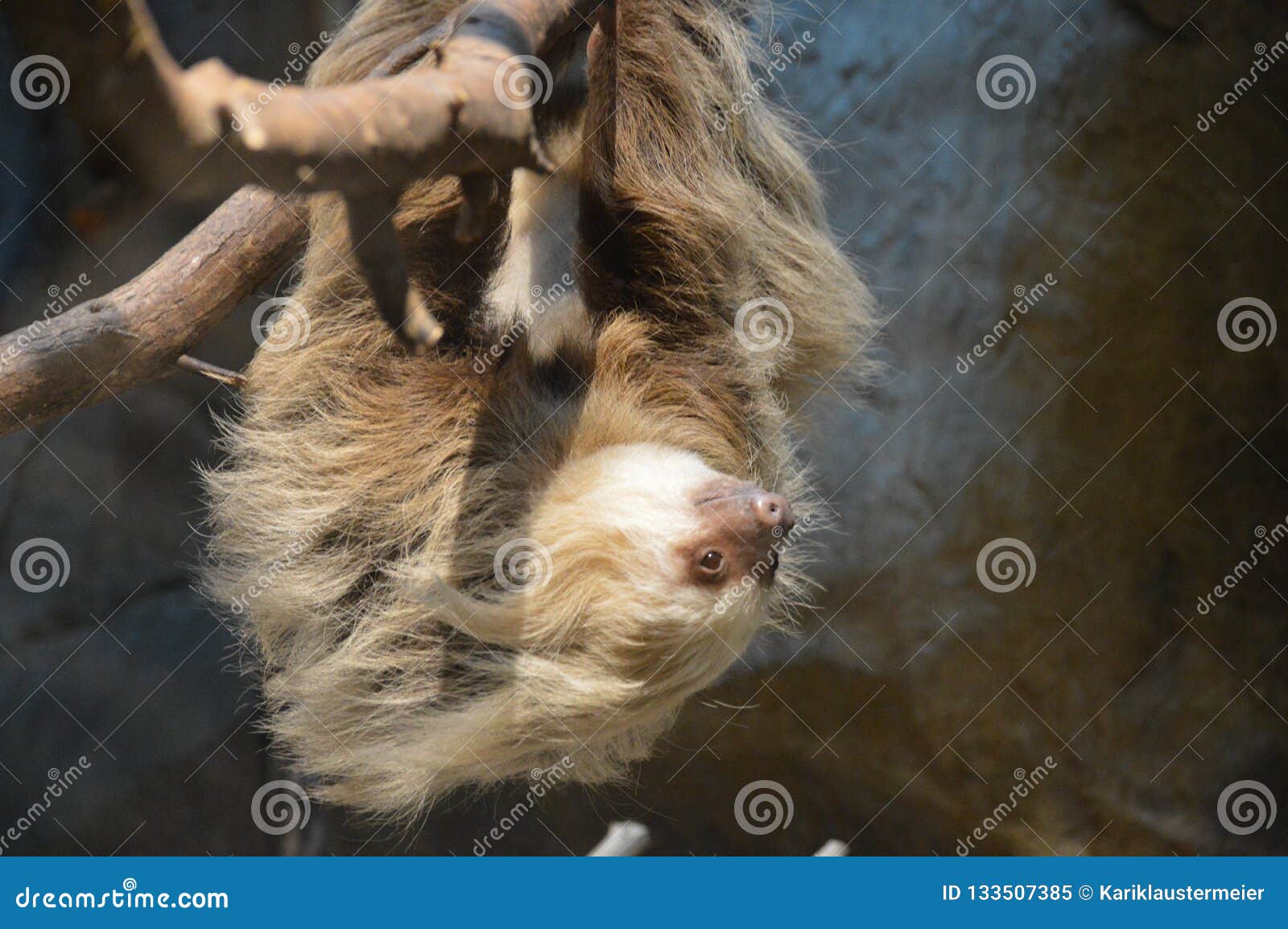 Sloth on the tree branch stock image. Image of background - 133507385