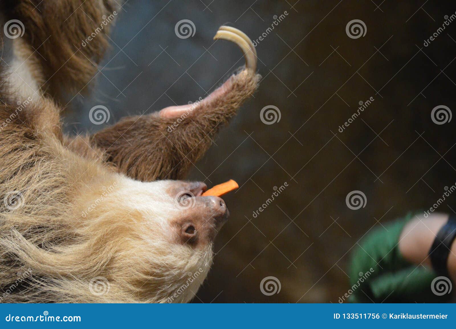 Sloth on the tree branch stock photo. Image of eating - 133511756