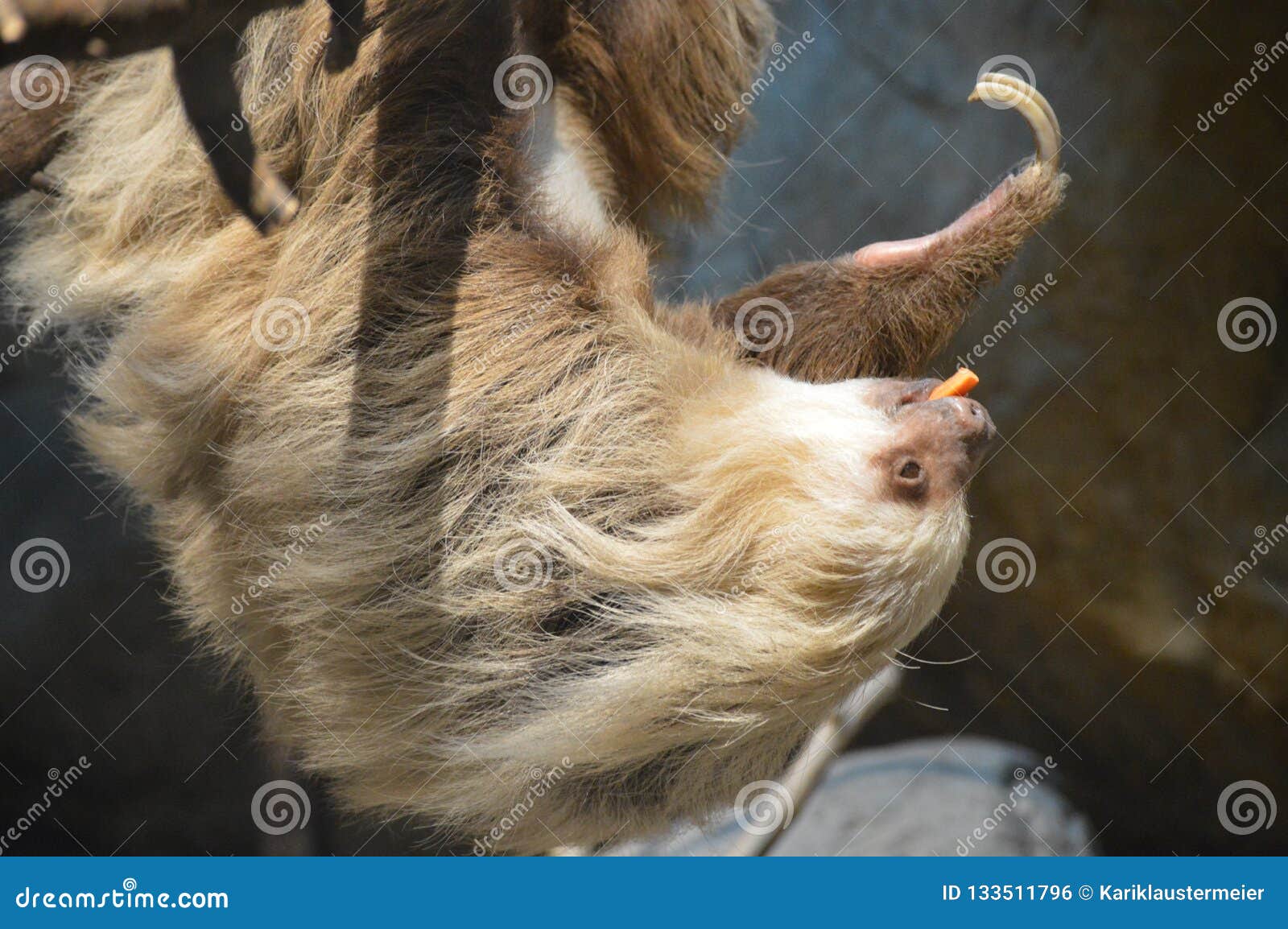 Sloth on the tree branch stock photo. Image of brown - 133511796