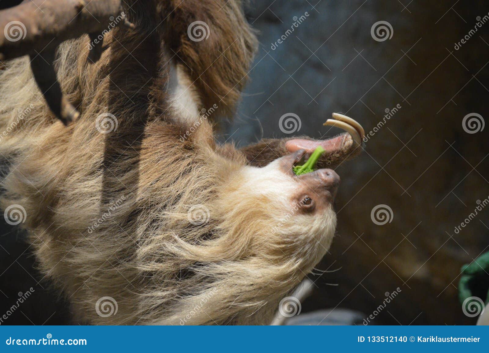 Sloth on the tree branch stock photo. Image of belly - 133512140