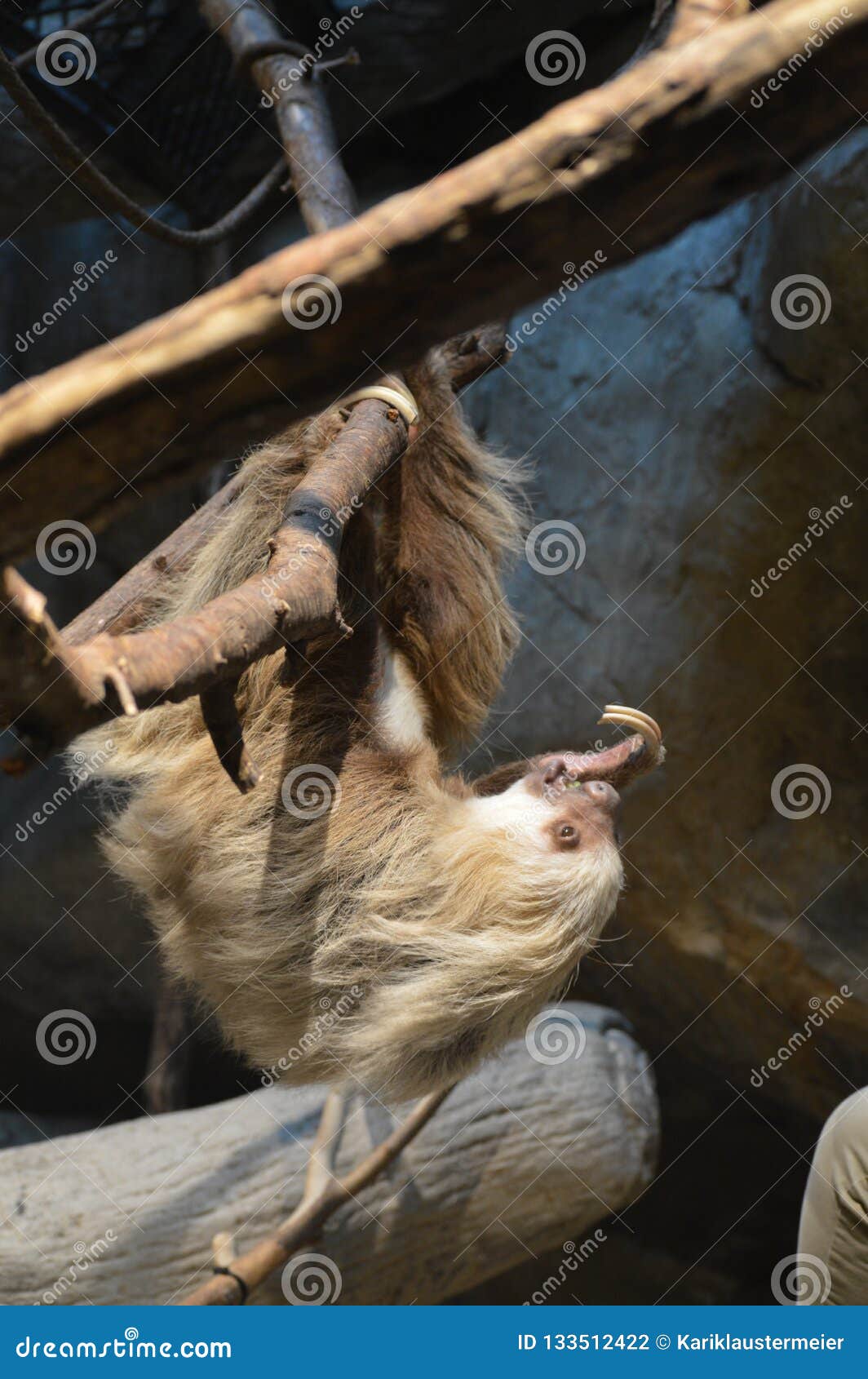 Sloth on the tree branch stock photo. Image of broccoli - 133512422