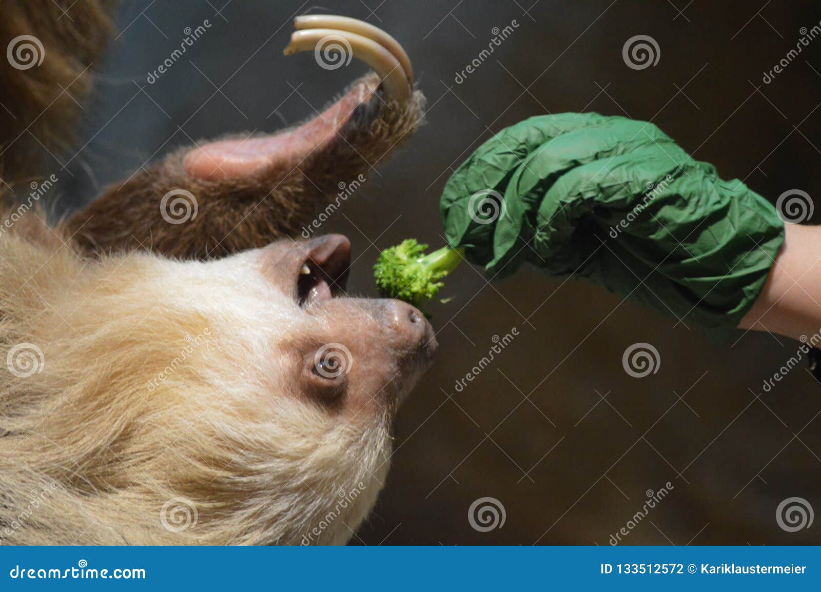 Sloth on the tree branch stock photo. Image of belly - 133512572