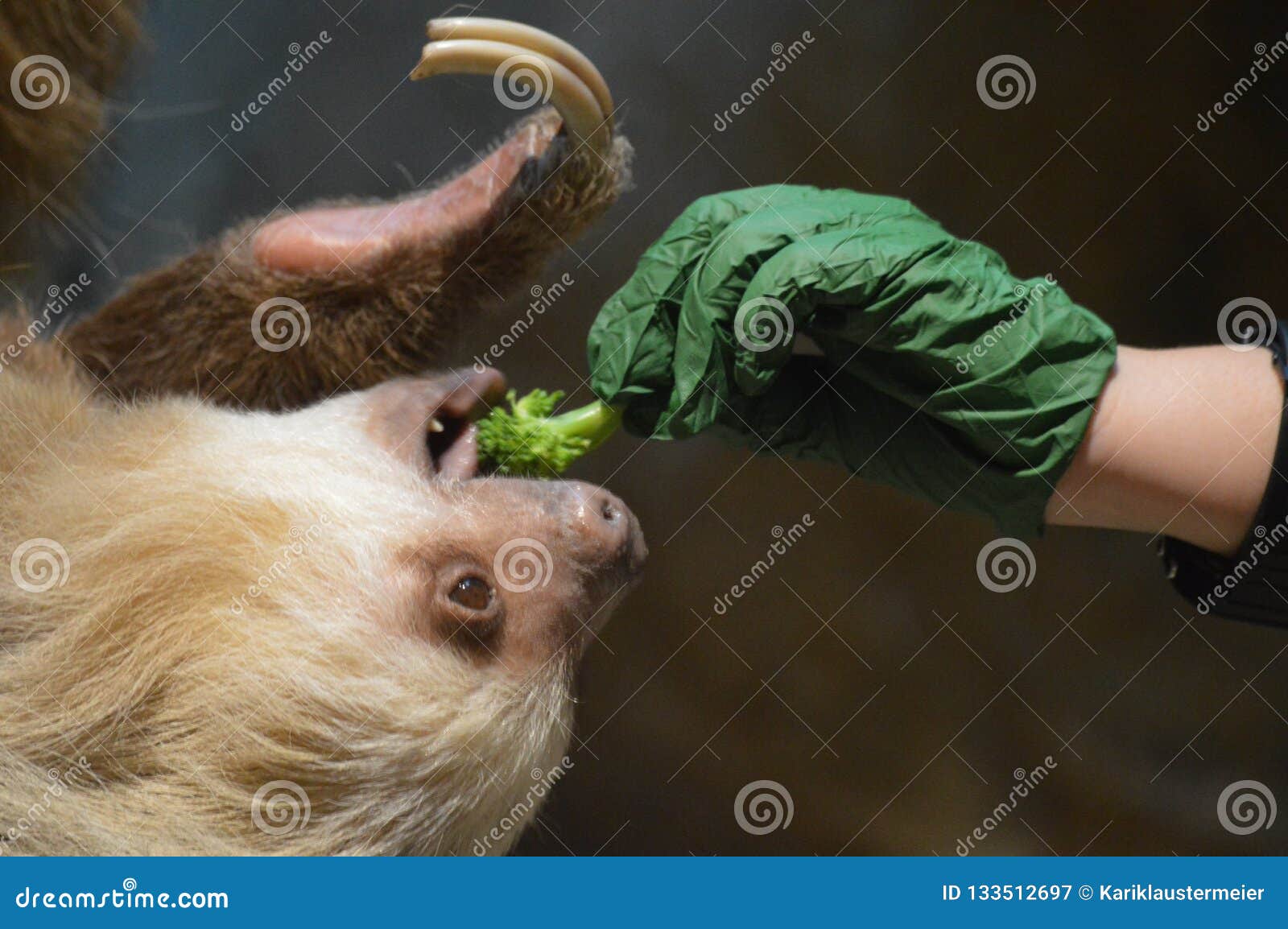 Sloth on the tree branch stock image. Image of explore - 133512697