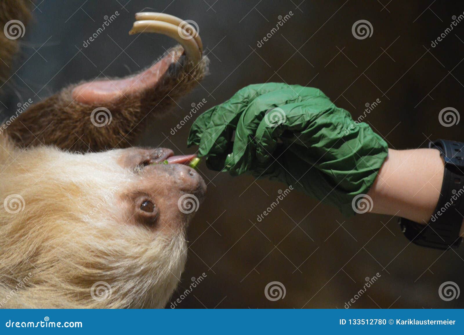Sloth on the tree branch stock photo. Image of head - 133512780