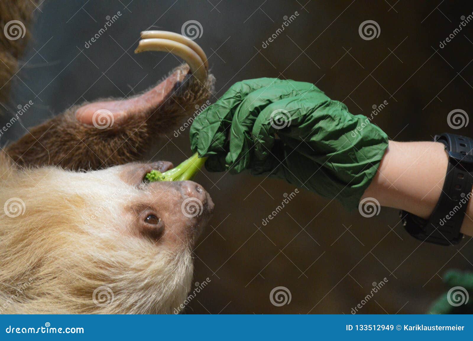 Sloth on the tree branch stock image. Image of center - 133512949