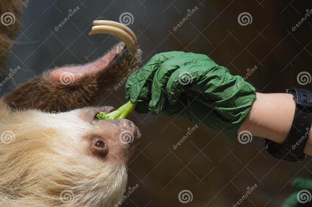 Sloth on the tree branch stock image. Image of center - 133512949