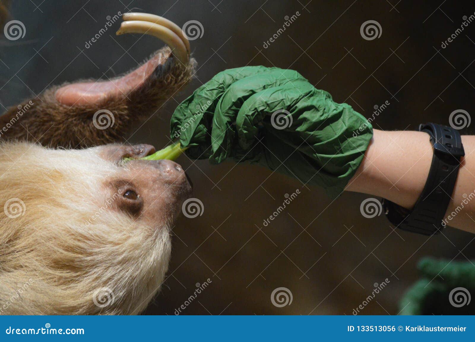 Sloth on the tree branch stock photo. Image of expression - 133513056