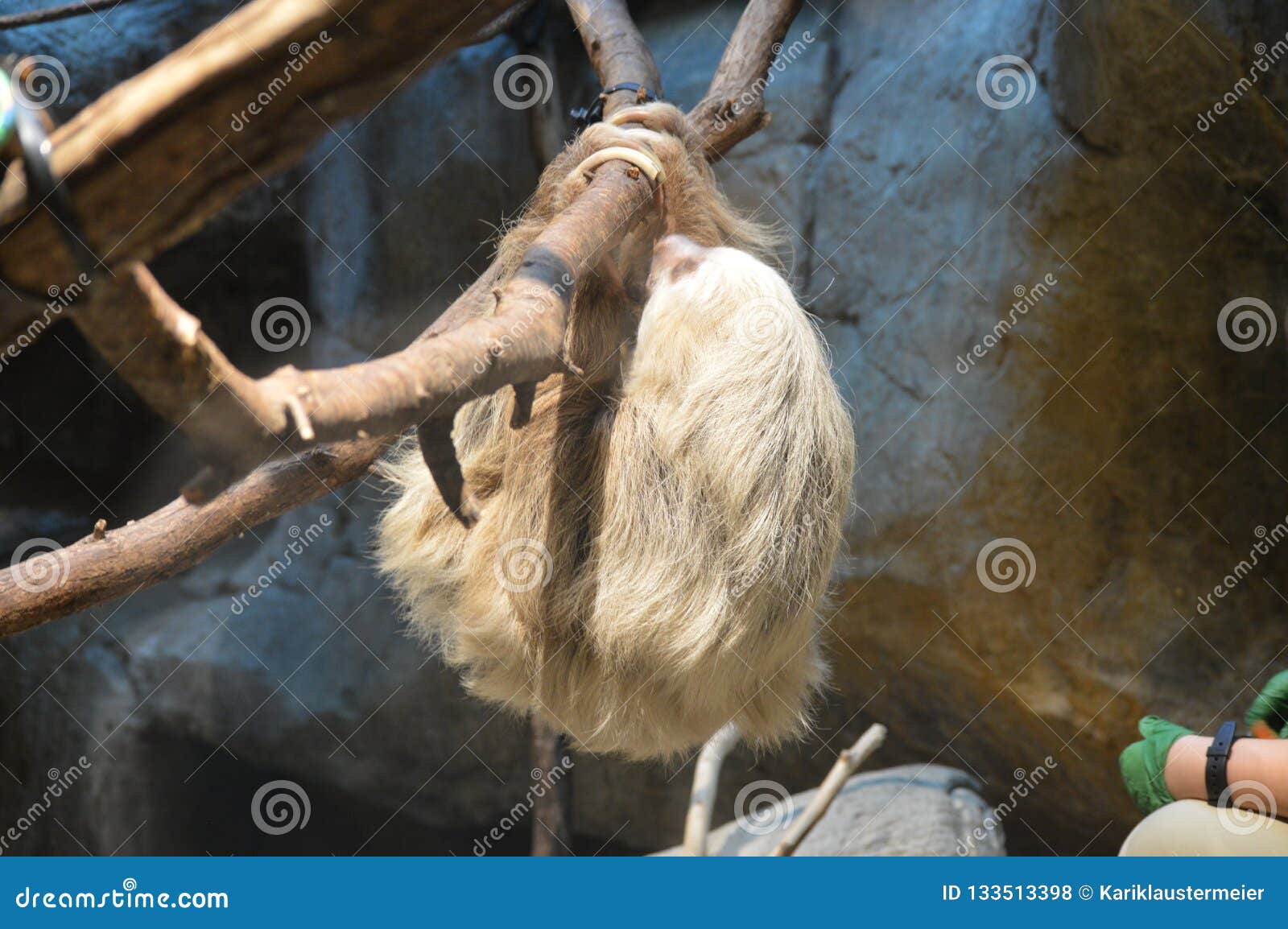 Sloth on the tree branch stock photo. Image of brown - 133513398