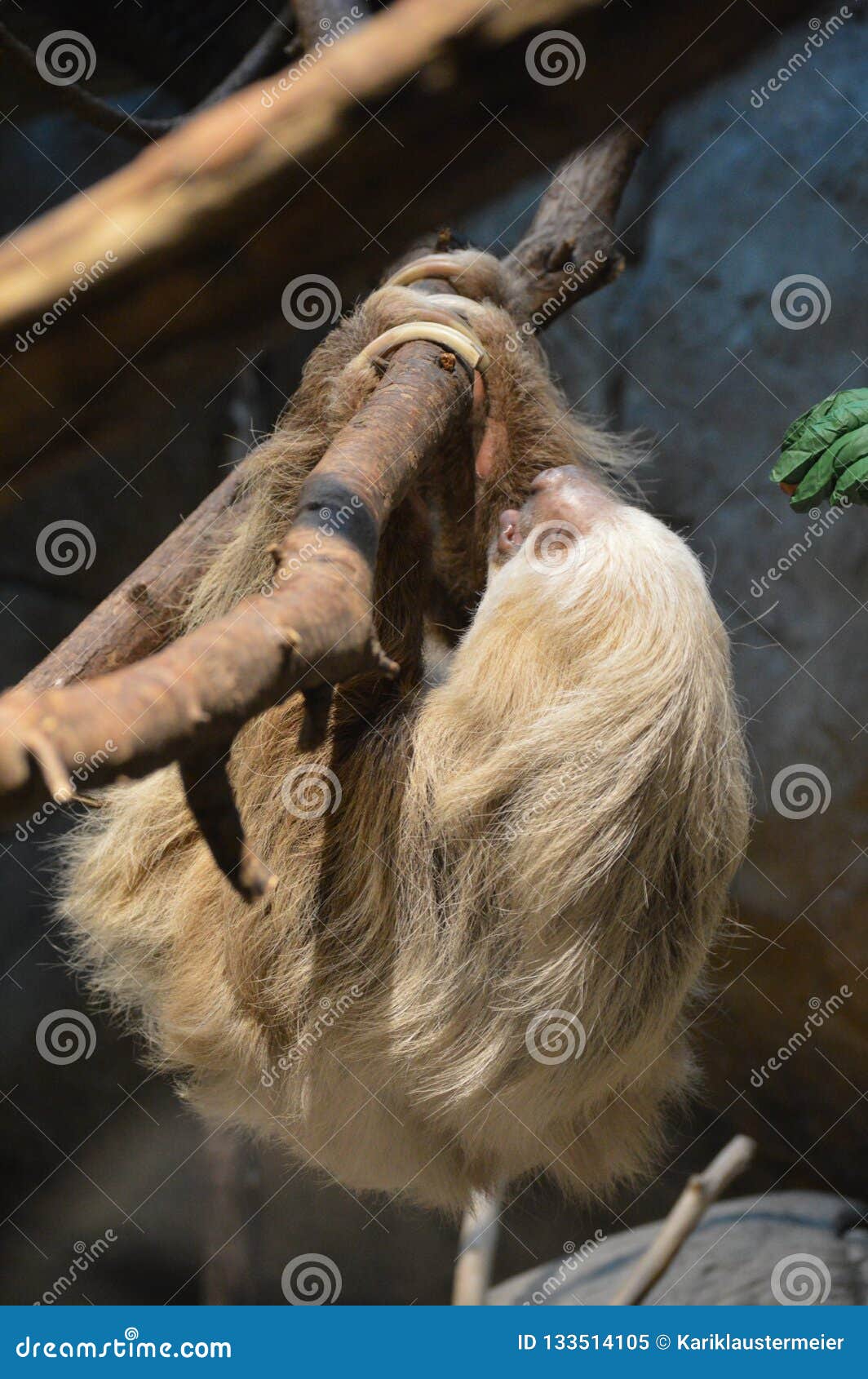 Sloth on the tree branch stock image. Image of eyes - 133514105