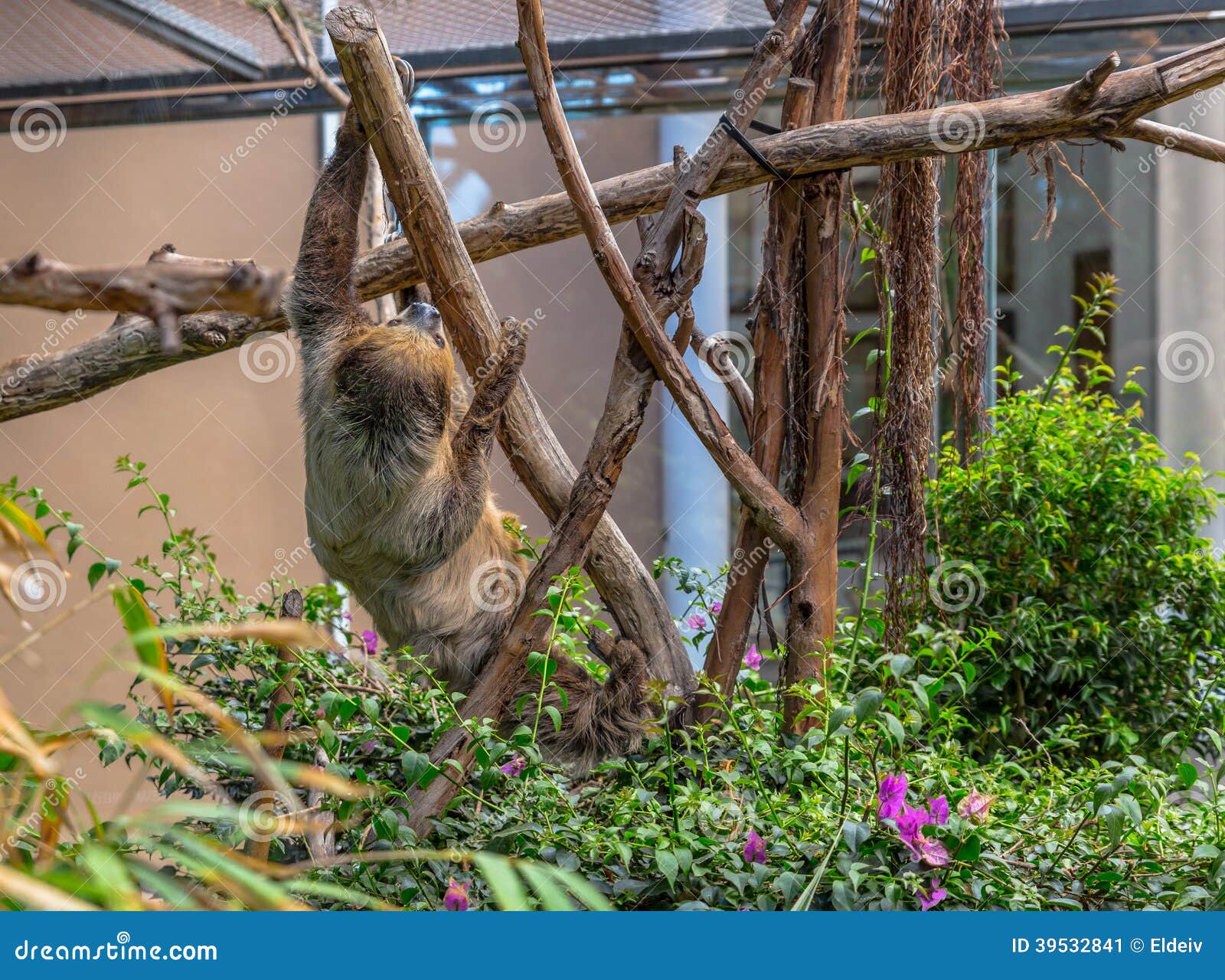 Sloth on a Tree stock image. Image of wild, animal, mammal - 39532841