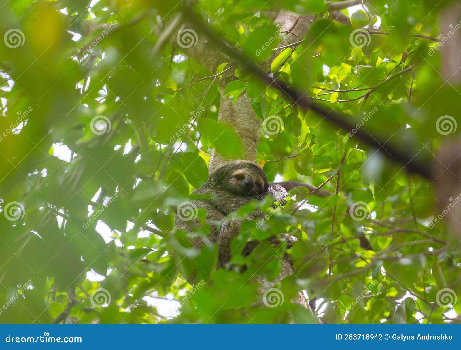 Sloth stock photo. Image of closeup, relaxing, face - 283718942