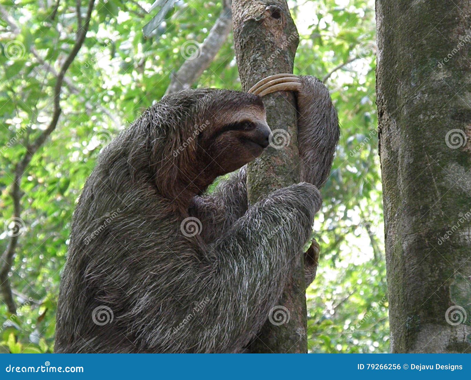 Sloth in a Tree in Costa Rica Stock Photo - Image of three, costa: 79266256