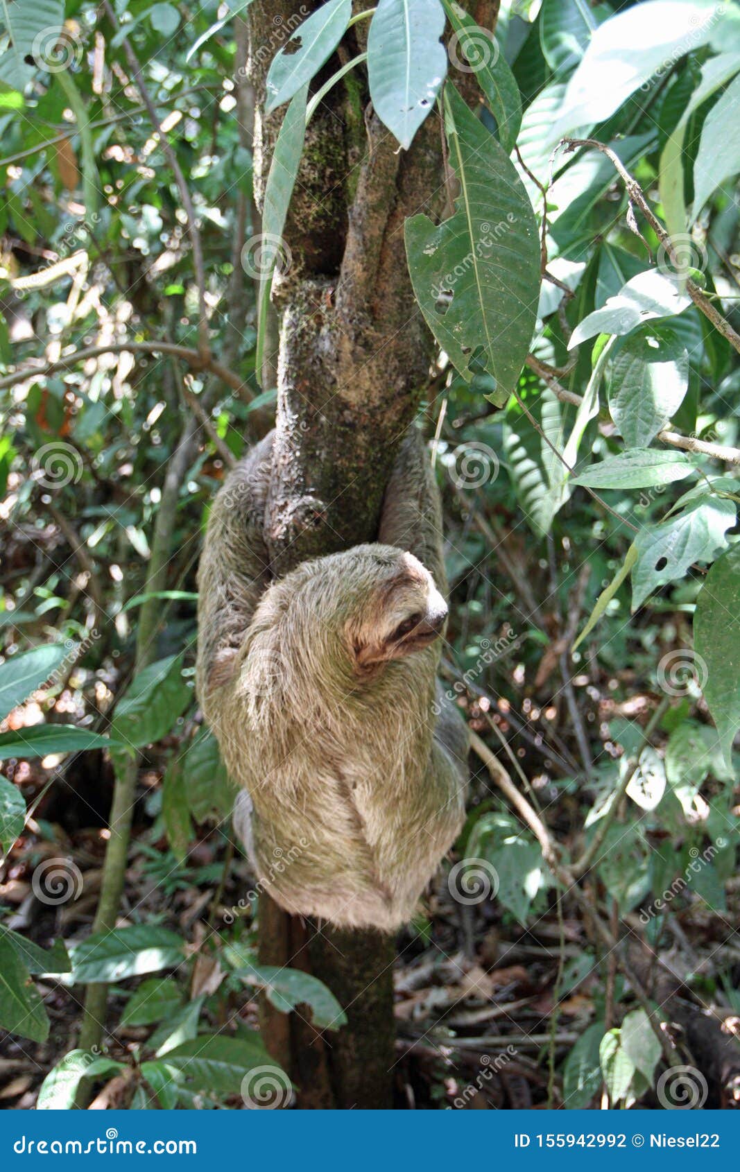 Sloth on a Tree in Costa Rica Stock Photo - Image of park, rain: 155942992