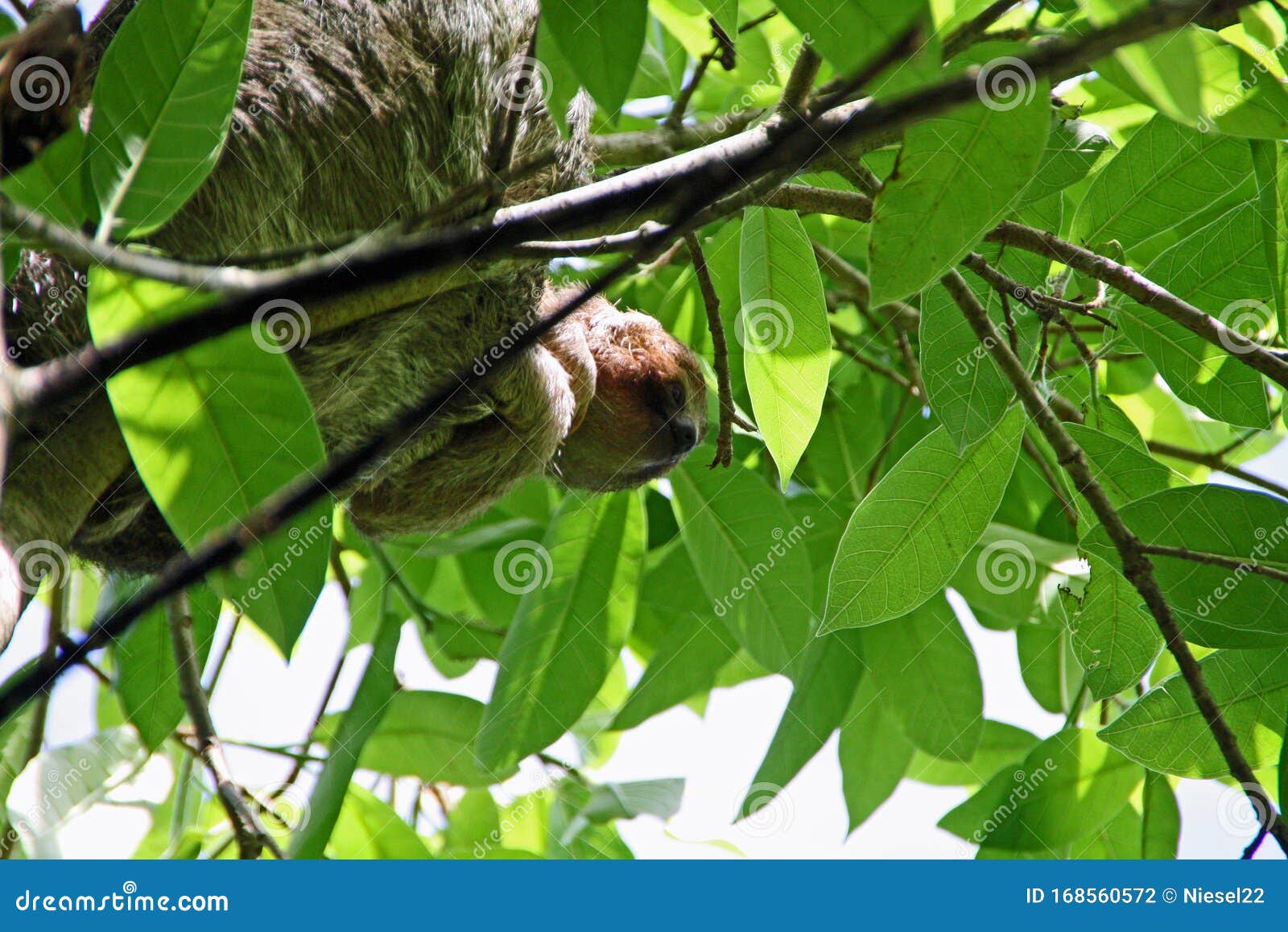 Sloth in a Tree in Costa Rica Stock Photo - Image of fauna, hairy ...