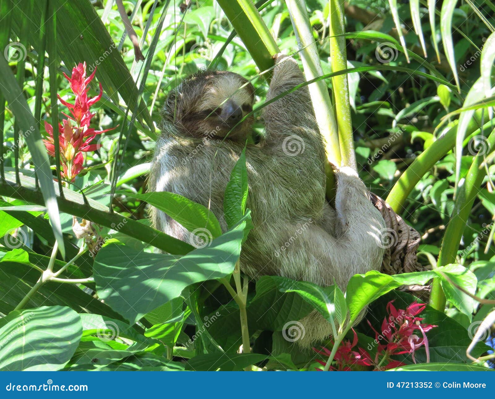 Sloth stock photo. Image of fauna, rain, rican, wildlife - 47213352