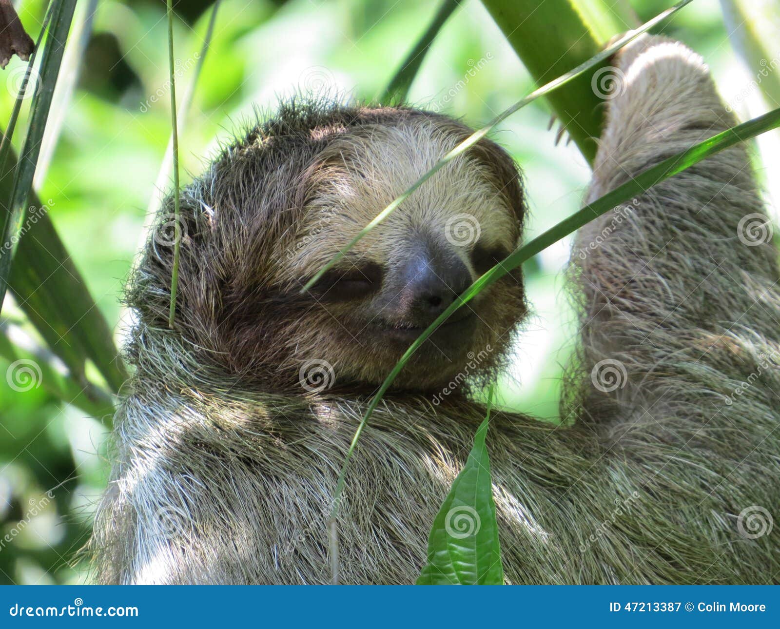 374 Sloth Rain Forest Stock Photos - Free & Royalty-Free Stock Photos ...